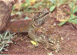 liolaemus - JungleKey.fr Image #100